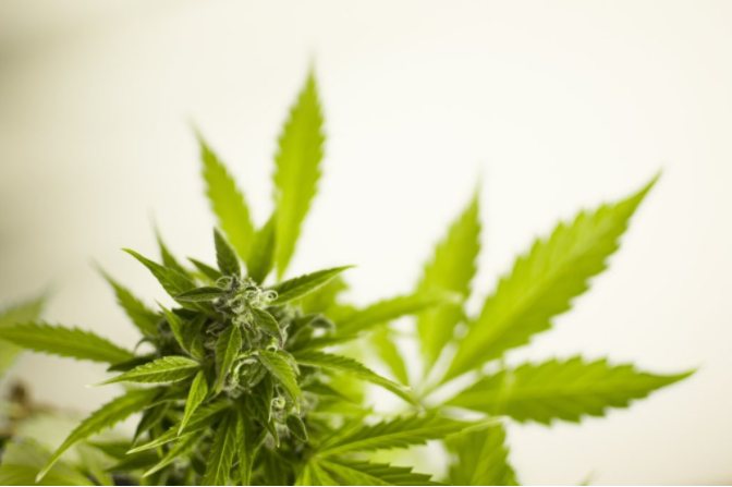 Các gia đoạn cây cần sa ăn nhiều nước nhất | AI Hay - Hỏi ngay đáp hay