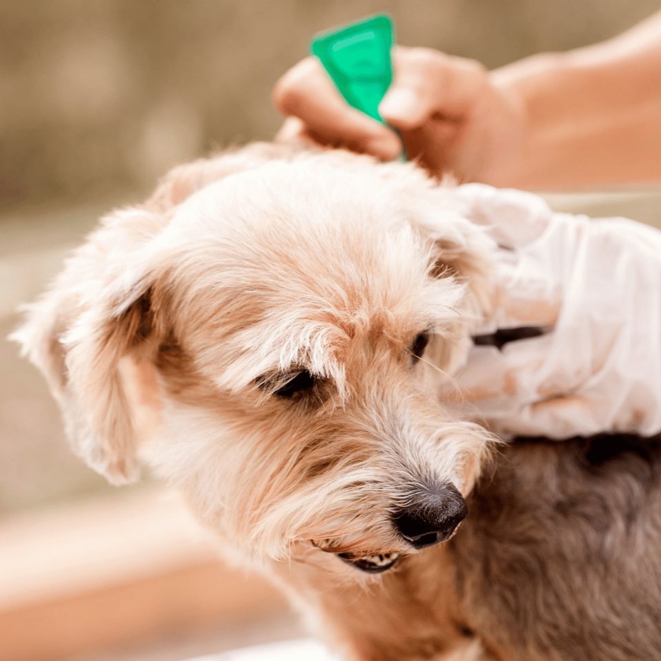 Làm thế nào để khỏi bị bọ chó cắn | AI Hay - Hỏi ngay đáp hay