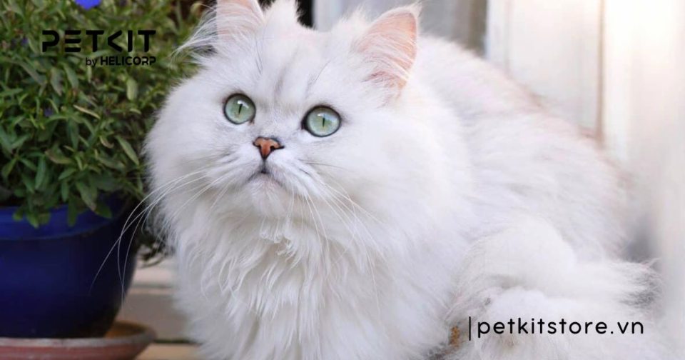 🐈 con mèo nào mắc tiền nhất | AI Hay - Hỏi ngay đáp hay