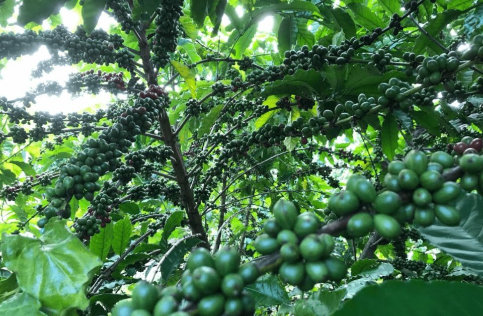 Cà phê dây là gì và có gì đặc biệt? | AI Hay - Hỏi ngay đáp hay