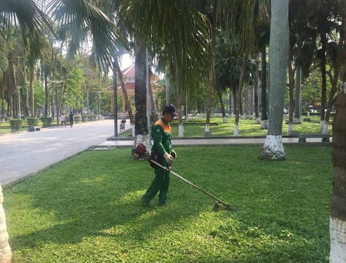 cách trồng cỏ nhung Nhật đẹp nhất | AI Hay - Hỏi ngay đáp hay