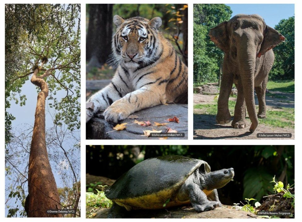 biện pháp phòng chống nạn săn bắt thú hoang dã | AI Hay - Hỏi ngay đáp hay