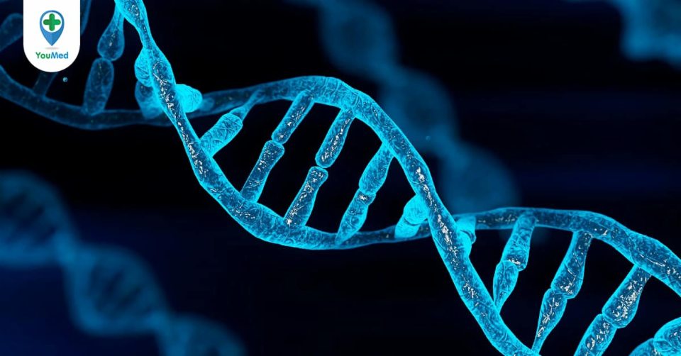 Cấu trúc và chức năng của DNA: Bức tranh tổng quát như thế nào? | AI ...
