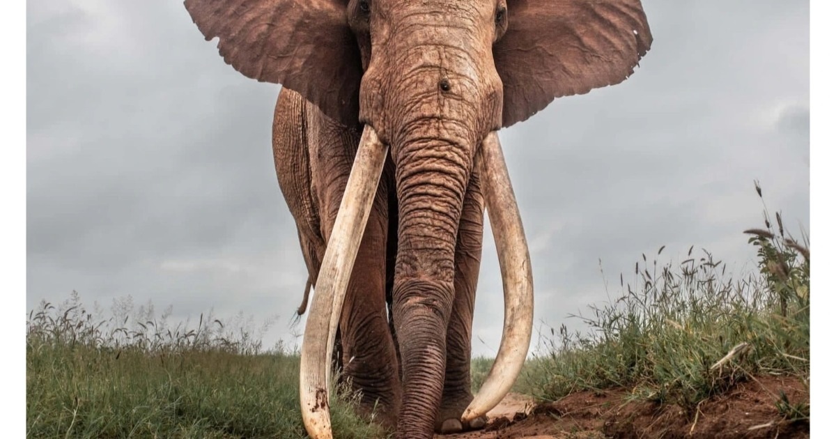 con voi có thể nghe nhạc bằng chân đúng không | AI Hay - Hỏi ngay đáp hay