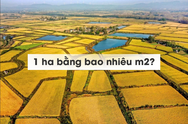 1 hecta bằng bao nhiêu mét vuông? | AI Hay - Hỏi ngay đáp hay