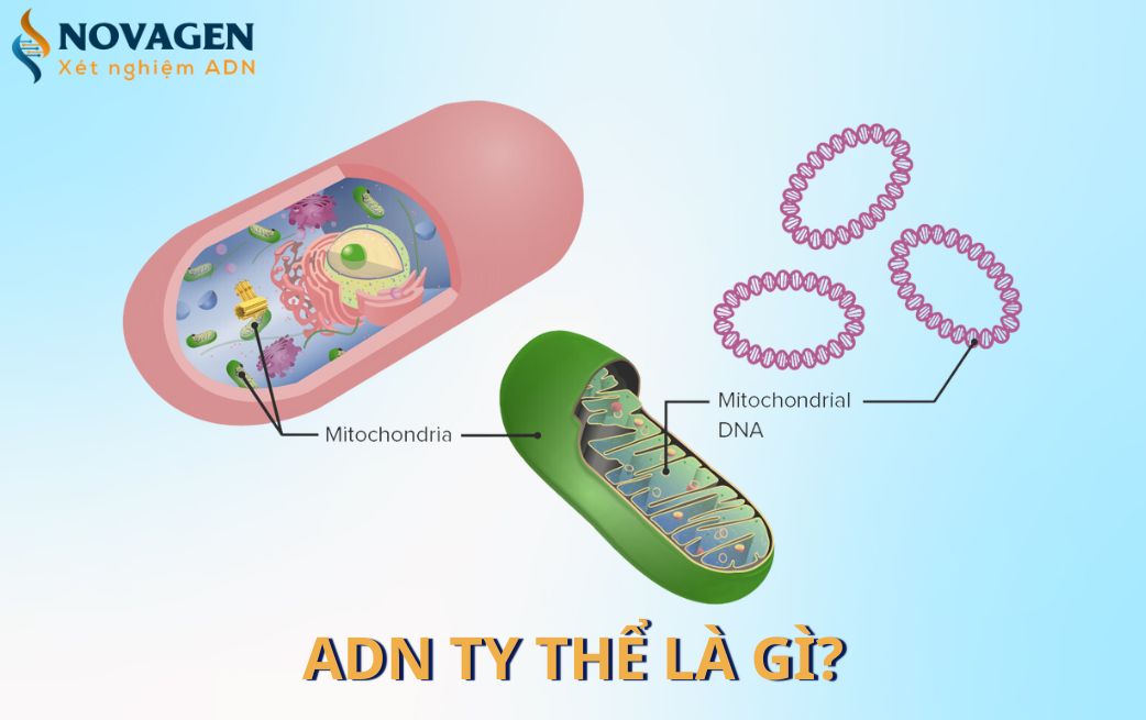 Liệu DNA ty thể có mã hóa các sản phẩm khác biệt không? | AI Hay - Hỏi ...