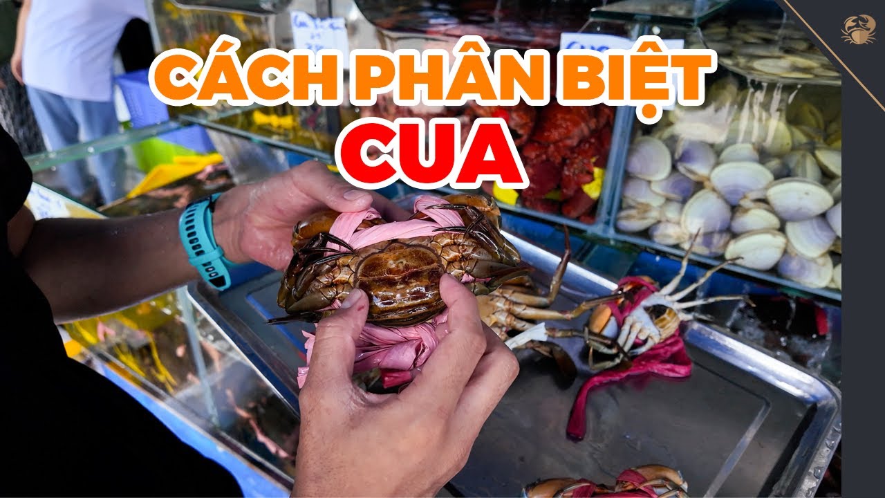 Cua cà mau là cua biển hay cua sông | AI Hay - Hỏi ngay đáp hay