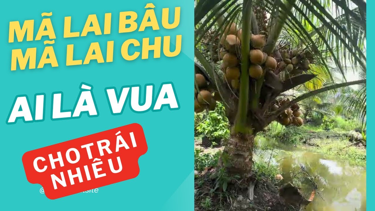 Dừa Mã Lai bầu và Mã Lai chu khác nhau như thế nào về hình dáng và cấu ...