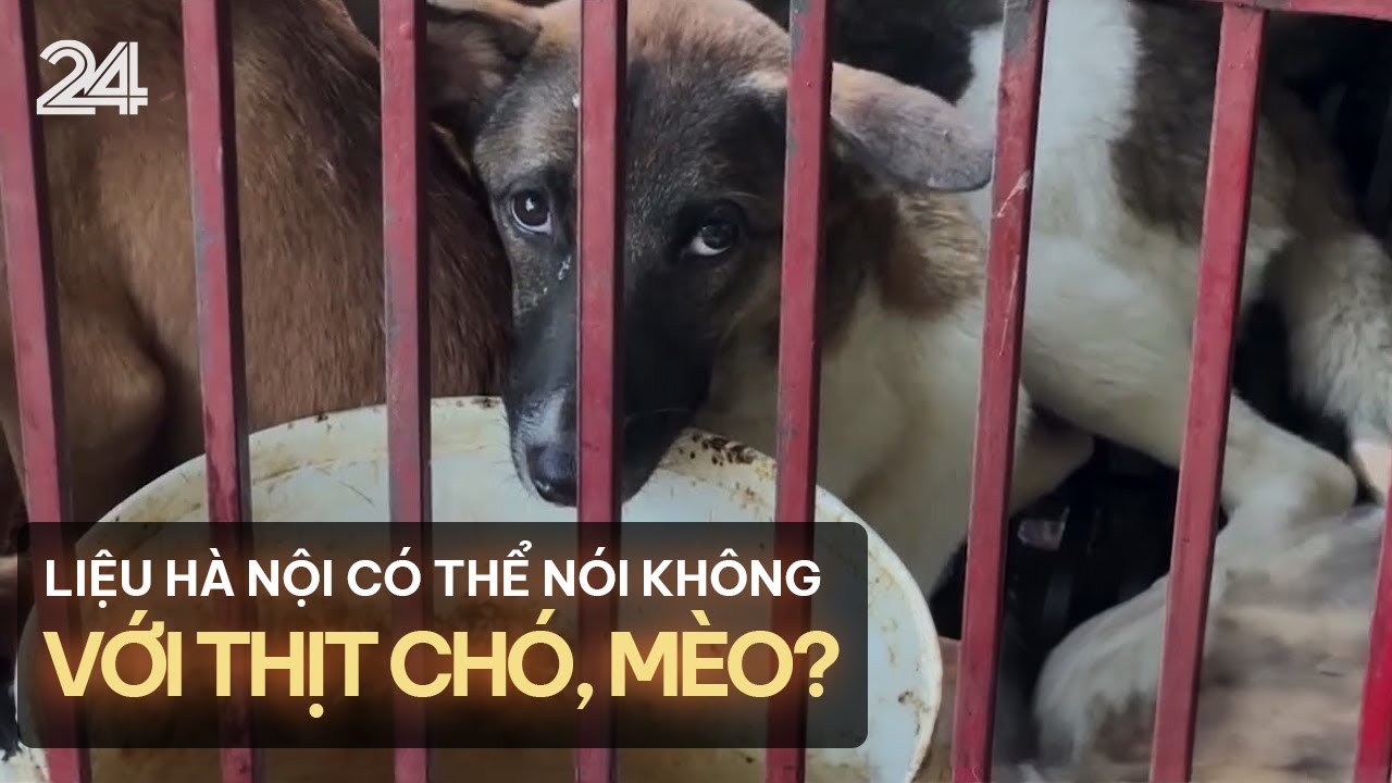 Thành phố nói không với thịt chó, mèo: Thống kê ủng hộ đề xuất thí điểm ...