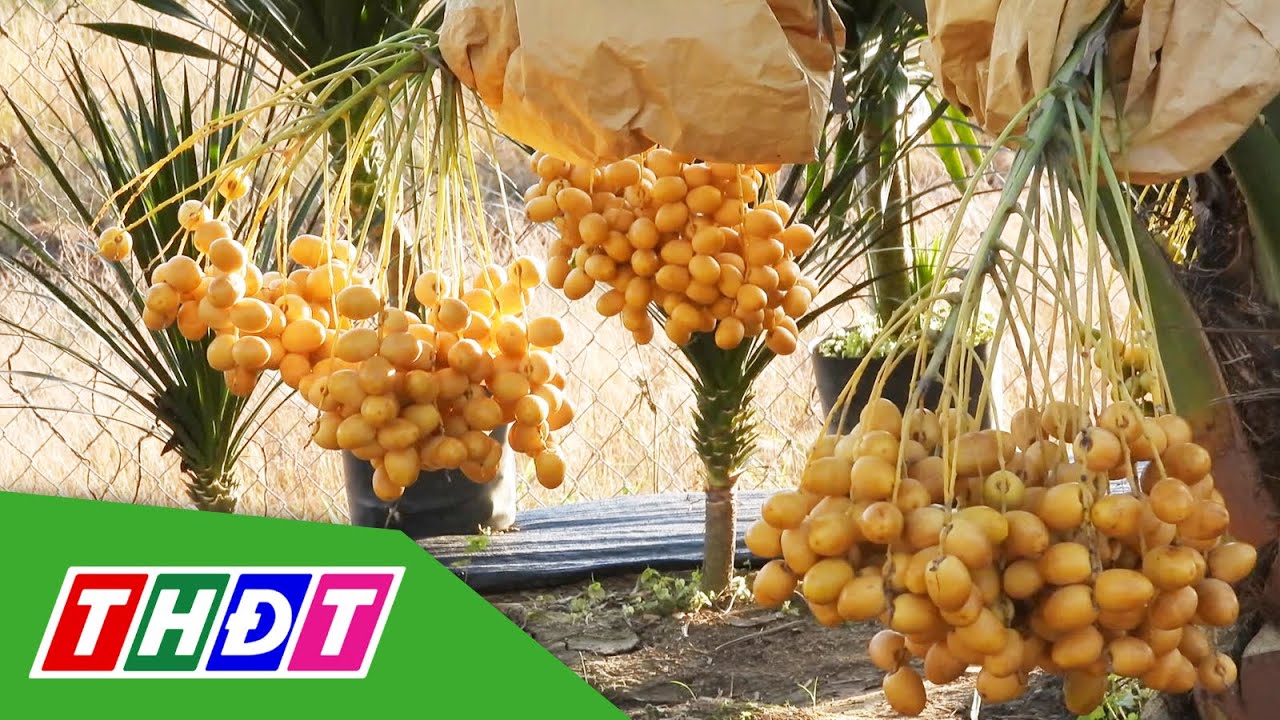 Cây chà là có thể trồng ở những miền nào tại Việt Nam? | AI Hay - Hỏi ...