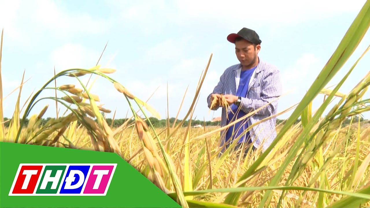 mô hình giam lúa có thực sự hiệu quả không | AI Hay - Hỏi ngay đáp hay