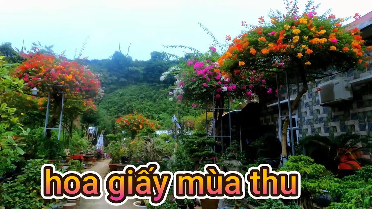 Loại hoa giấy nào nở rộ vào dịp Tết? | AI Hay - Hỏi ngay đáp hay