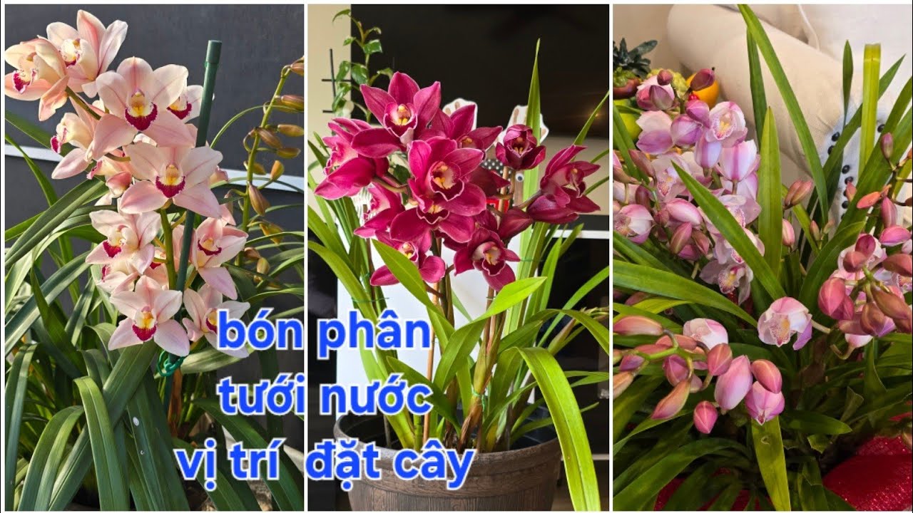 Trồng lan đất từ củ: Bí quyết nào để thành công? | AI Hay - Hỏi ngay ...