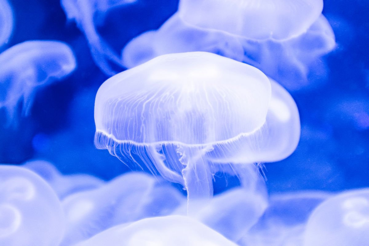 Tại sao sứa không cần nấu chín theo cách truyền thống? | AI Hay - Hỏi ...