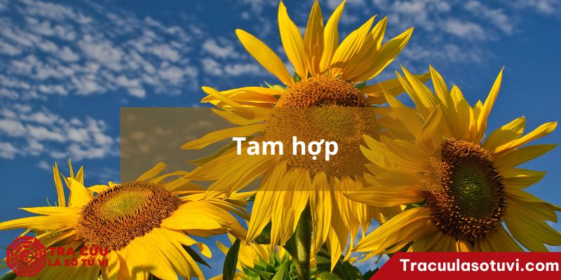 Phân tích tam hợp tài quan | AI Hay - Hỏi ngay đáp hay