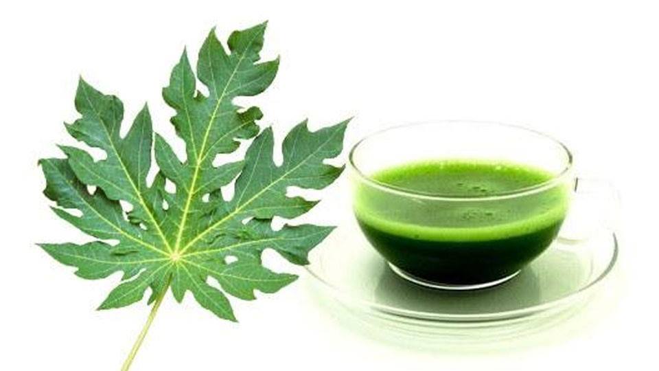 Lá đu đủ có chất chống oxy hóa không? | AI Hay - Hỏi ngay đáp hay